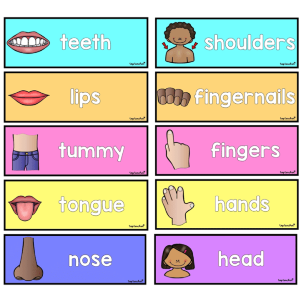 Anatomy Vocabulary Words Human Body Parts Names In English