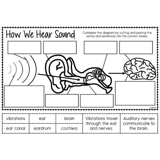 Ear Diagram Worksheet 6 Best Images Of Atlas Of The Parts Worksheet
