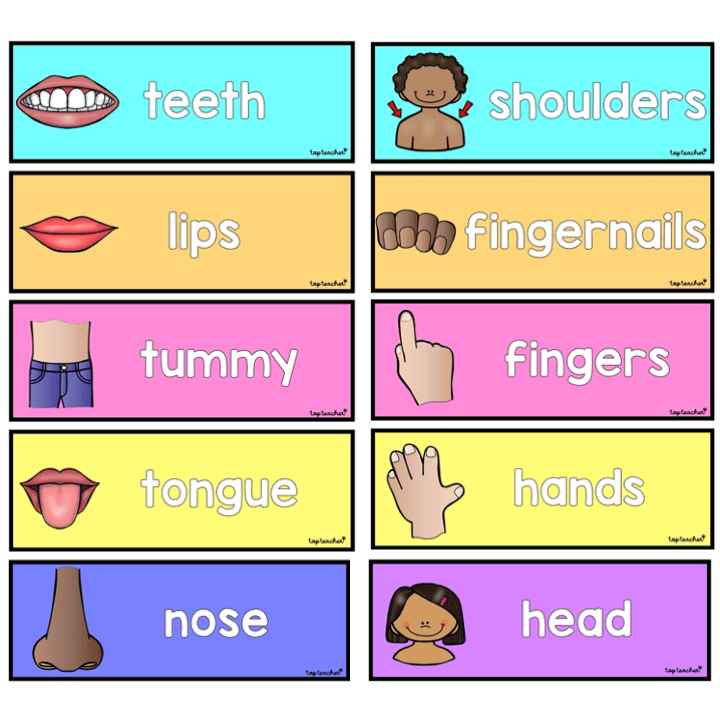 My Body Vocabulary Word Wall - Top Teacher