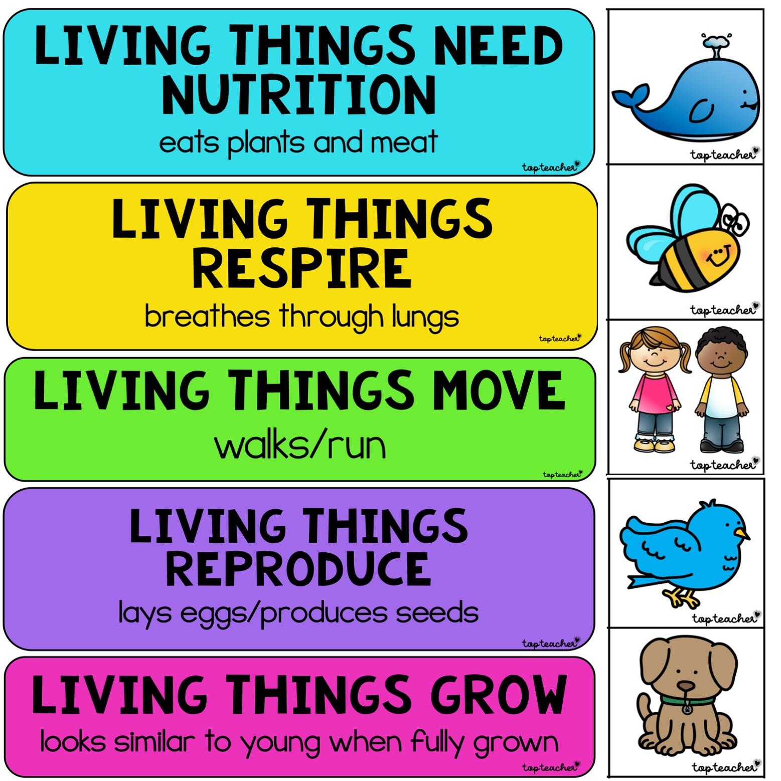 Characteristics of Living Things - Top Teacher