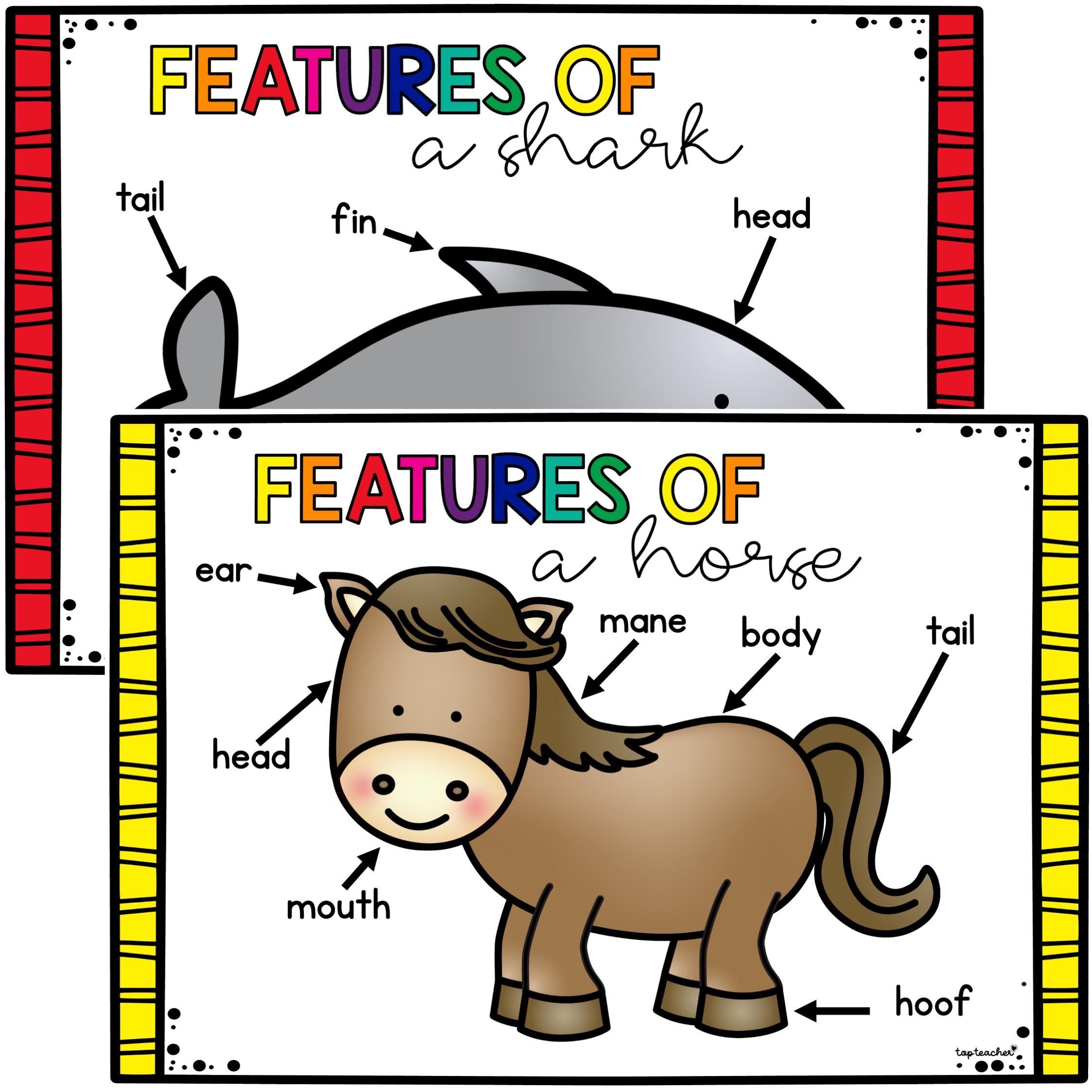 Animal Features Posters - Top Teacher