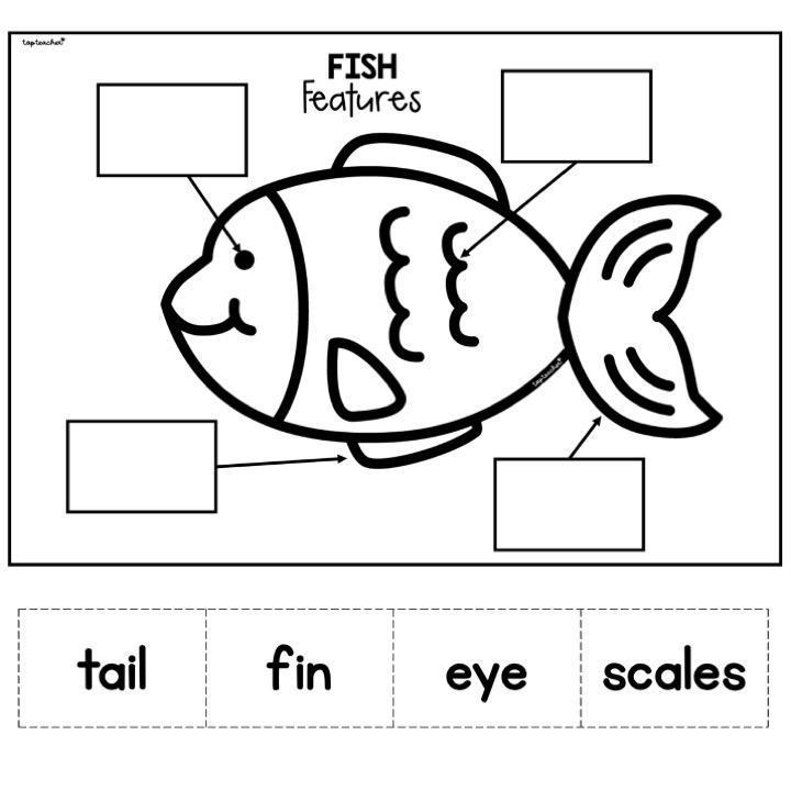 Fish Features Craftivity - Top Teacher