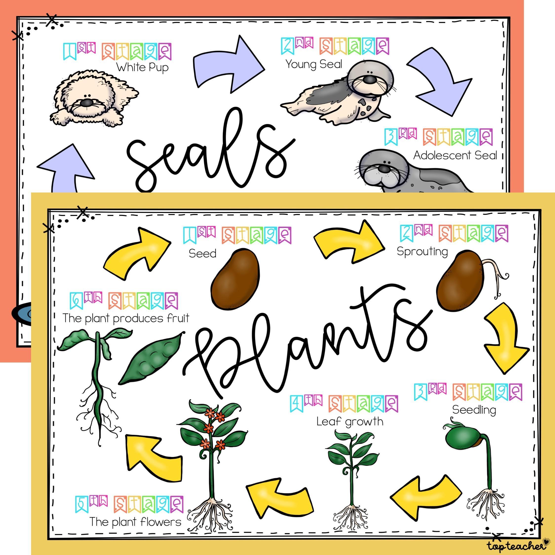 Life Cycle Posters - Top Teacher