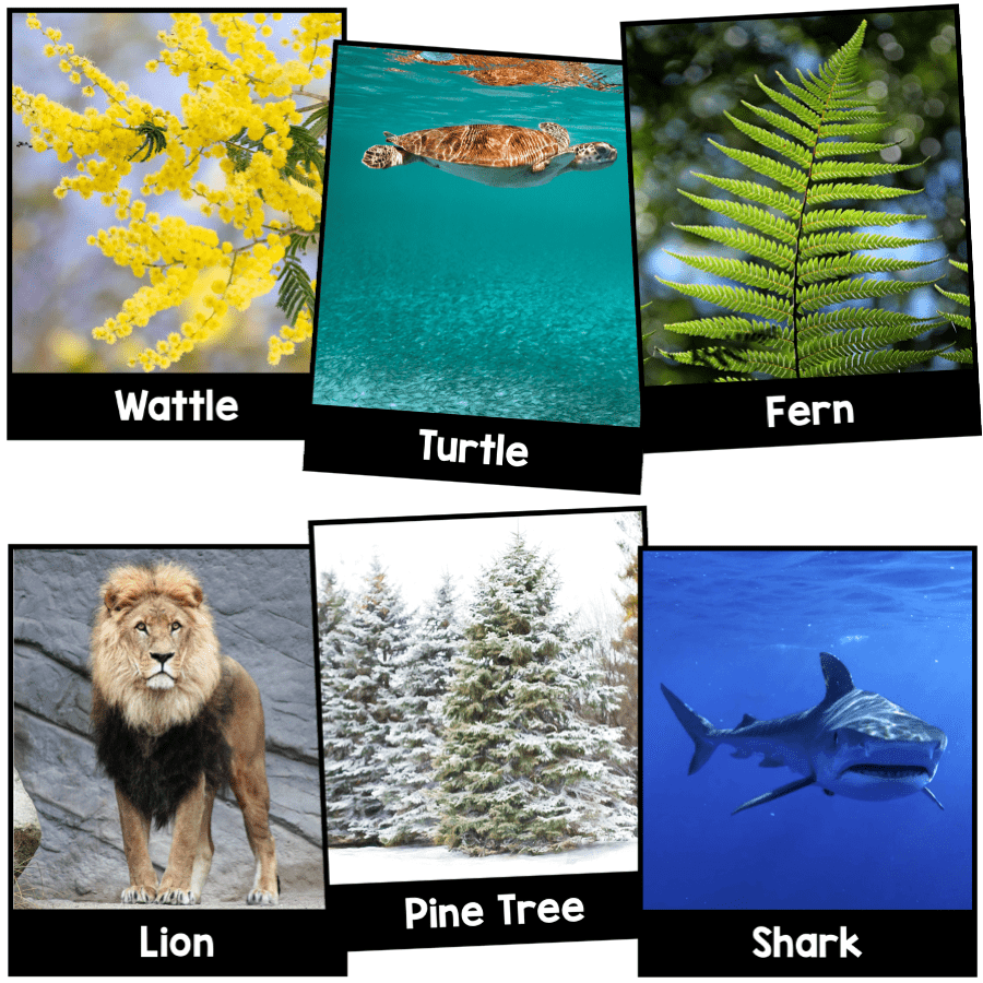 Animal & Plant Cards - Top Teacher