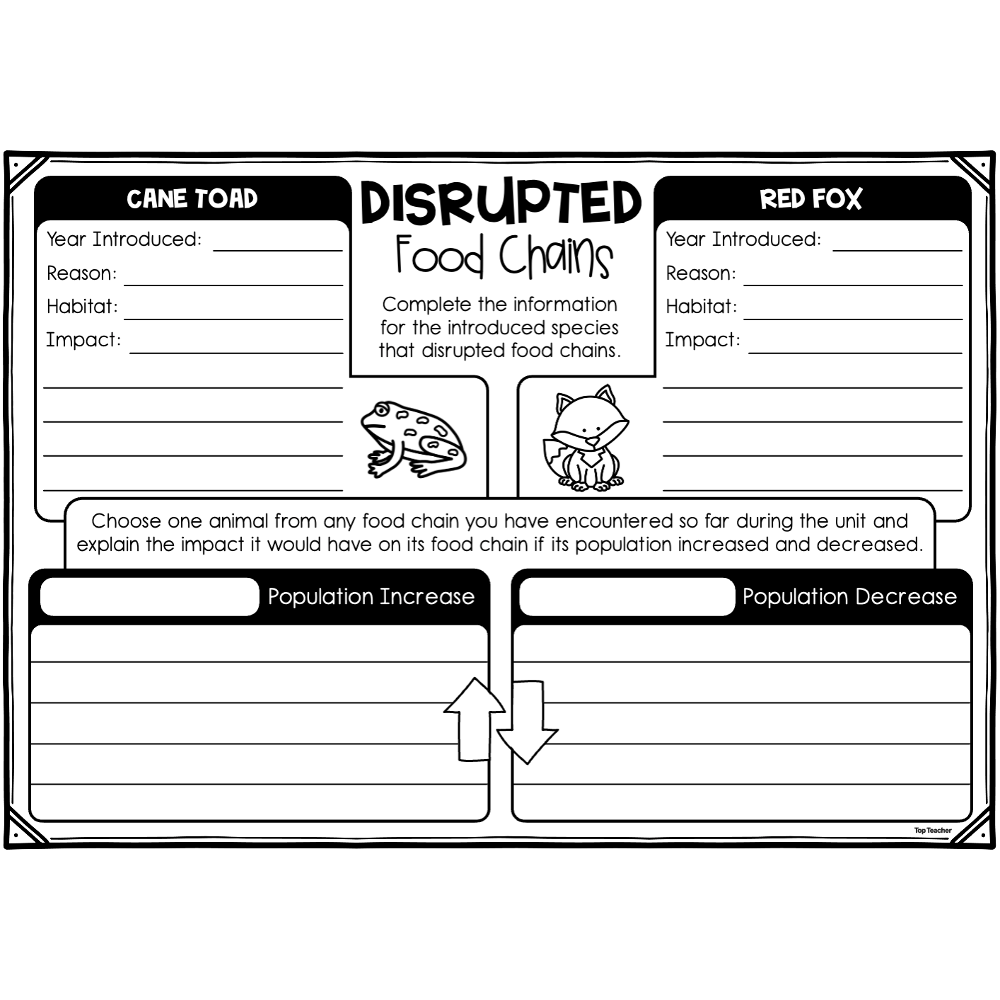 Food Chains Worksheet