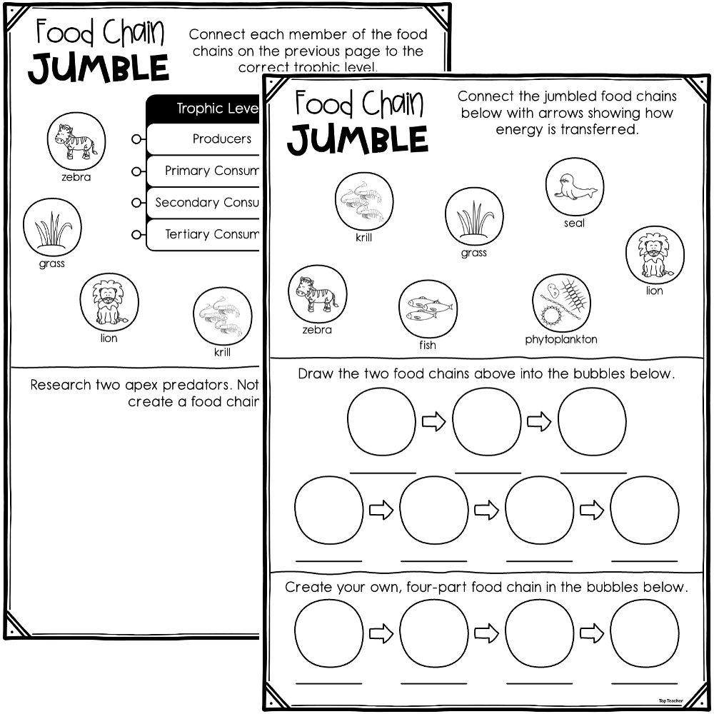 Food Chains Worksheets