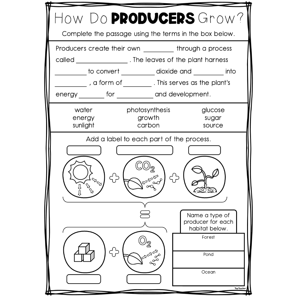 How Do Producers Grow? Worksheet - Top Teacher