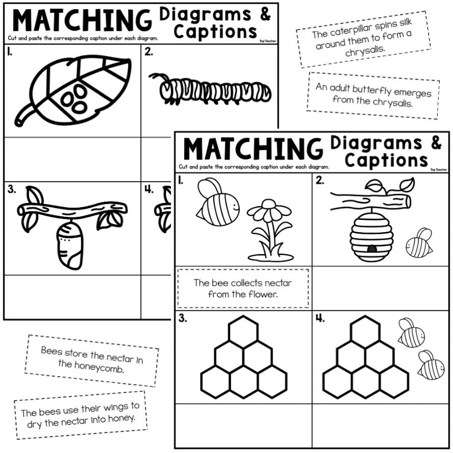 Matching Diagrams & Captions Worksheets - Top Teacher